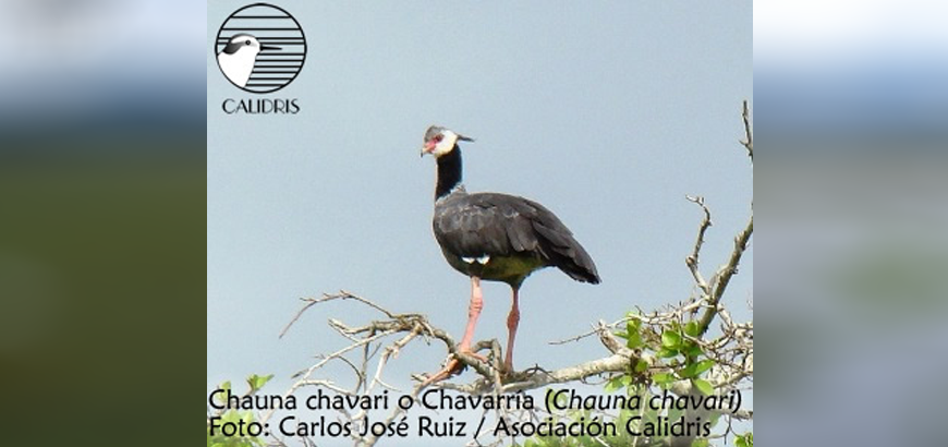 Chauna chavaria - Calidris