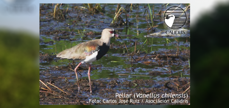 El Pellar, Todo un Símbolo - Calidris