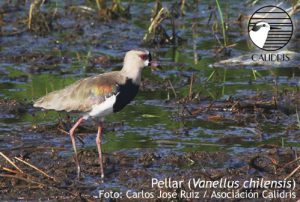 El Pellar, Todo un Símbolo - Calidris