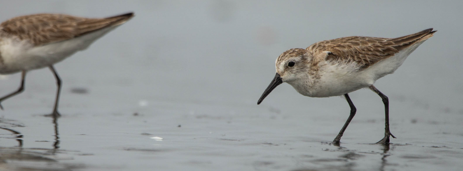 Inicio - Calidris