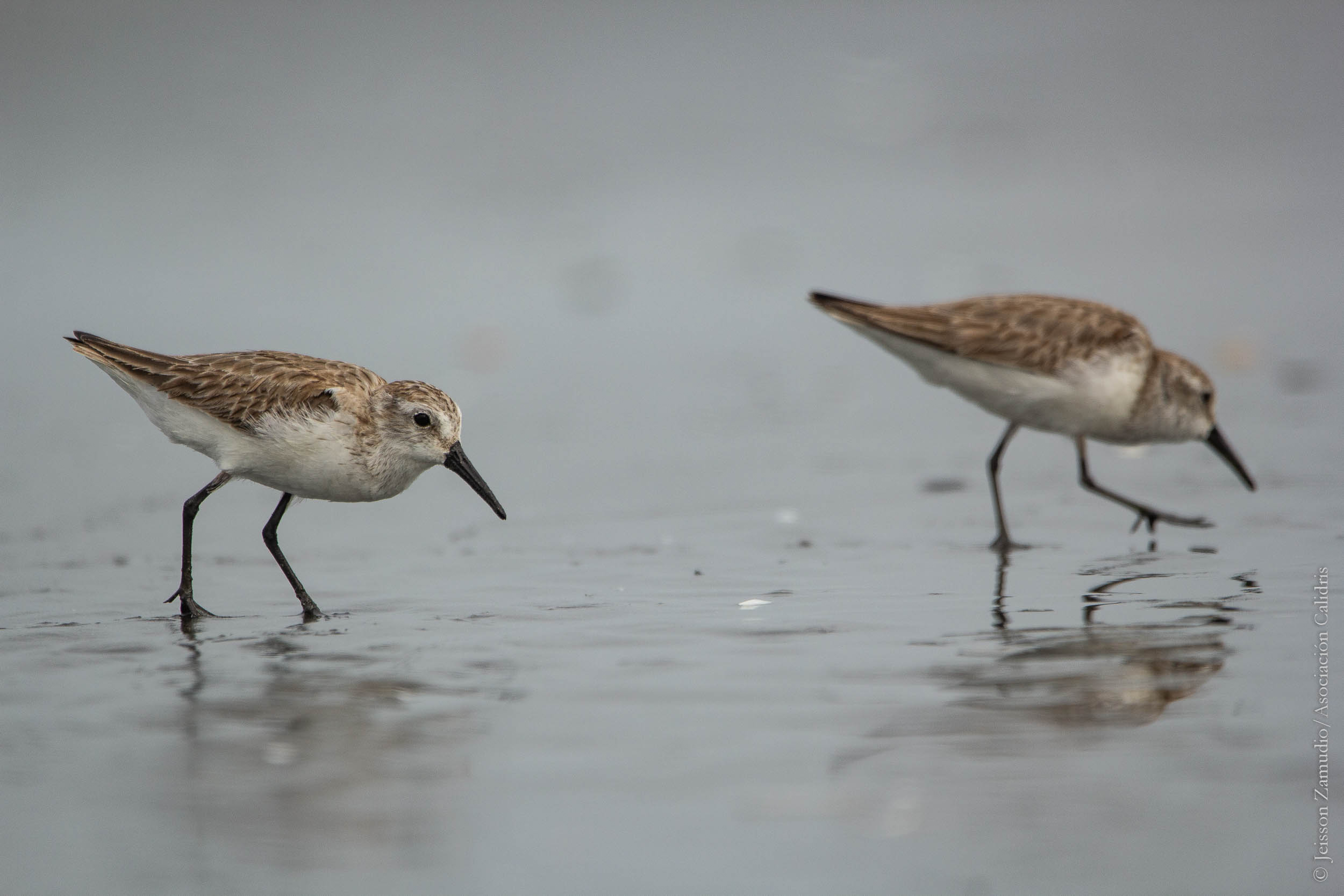 Especies en Interés - Calidris