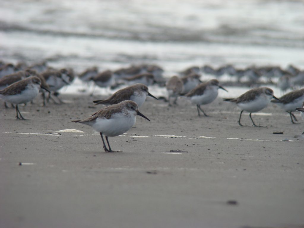 Inicio - Calidris