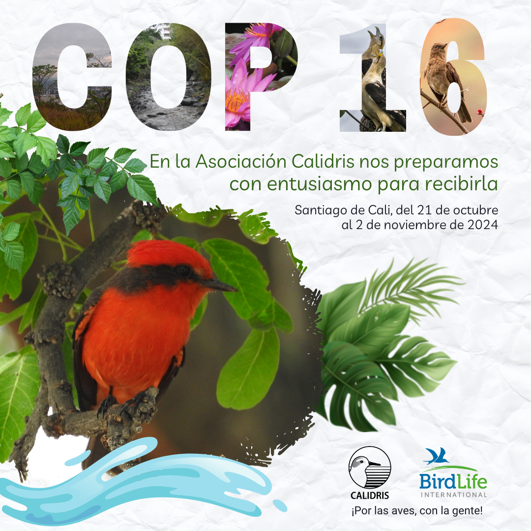 ¿Qué es la COP16 que se realizará en Colombia y cuál es su importancia ...