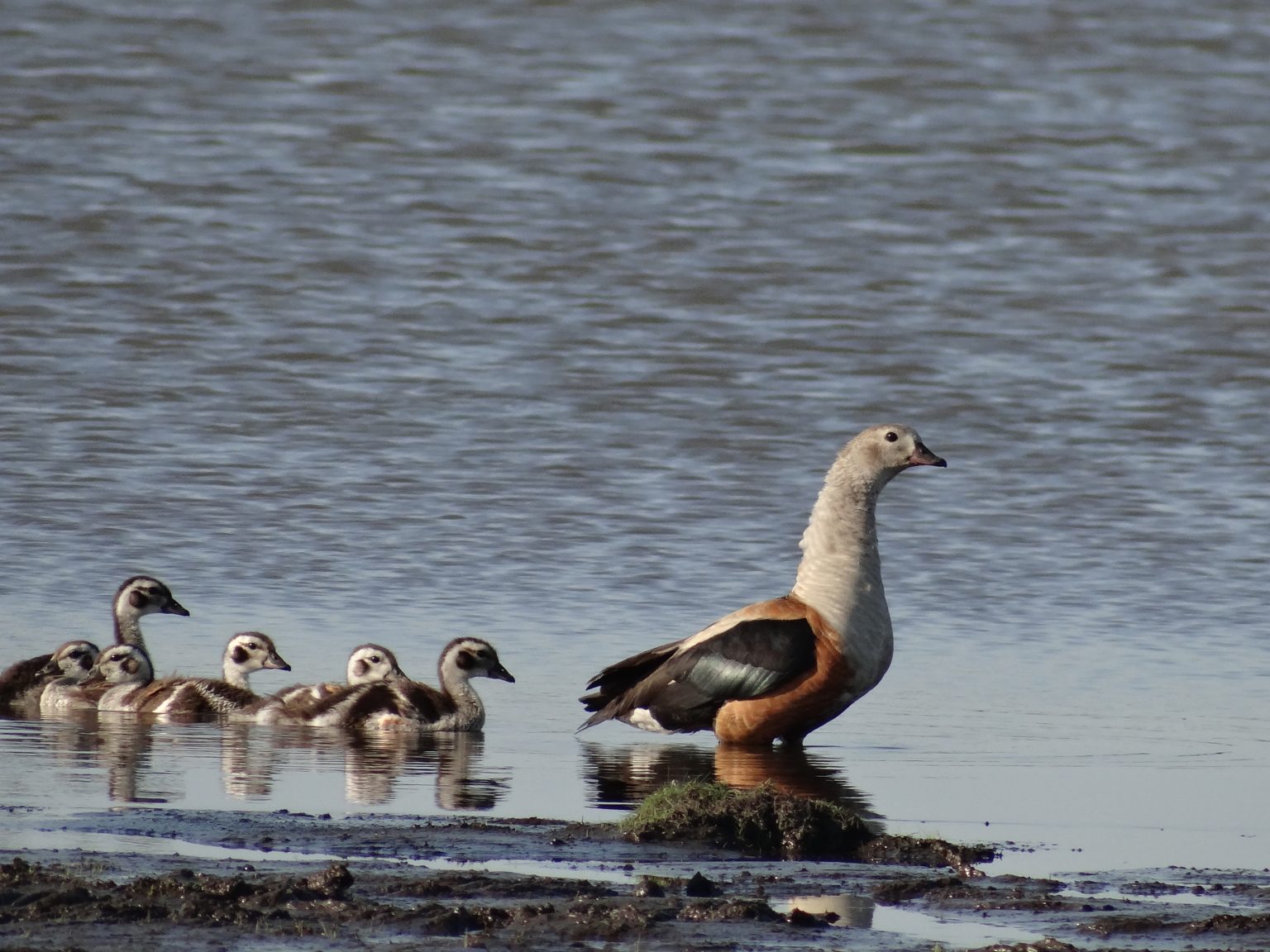 Programa AICA en Colombia - Calidris